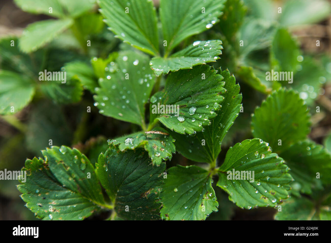 Spring plant strawberry hi-res stock photography and images - Alamy