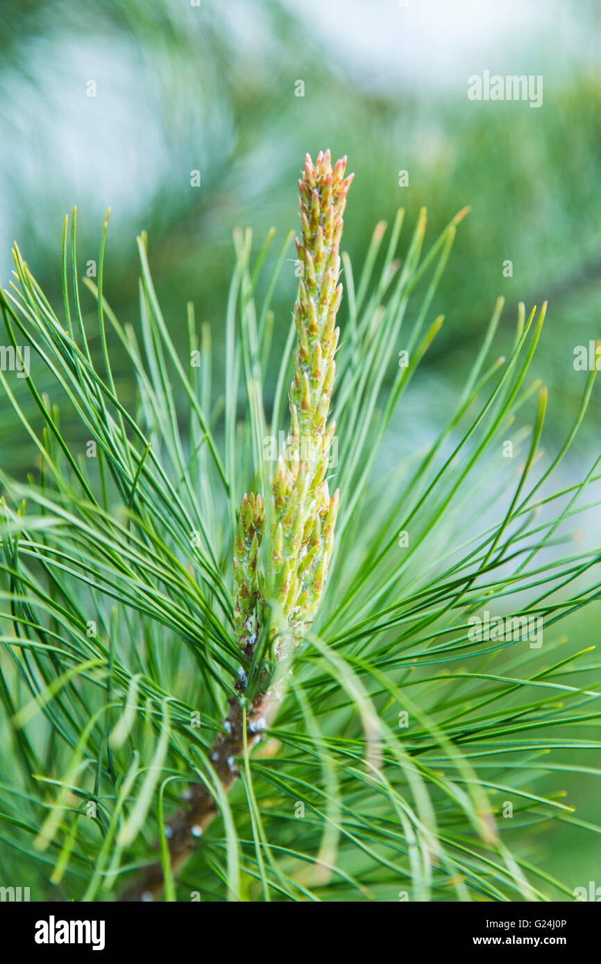 Young sprouts of pine tree Stock Photo - Alamy