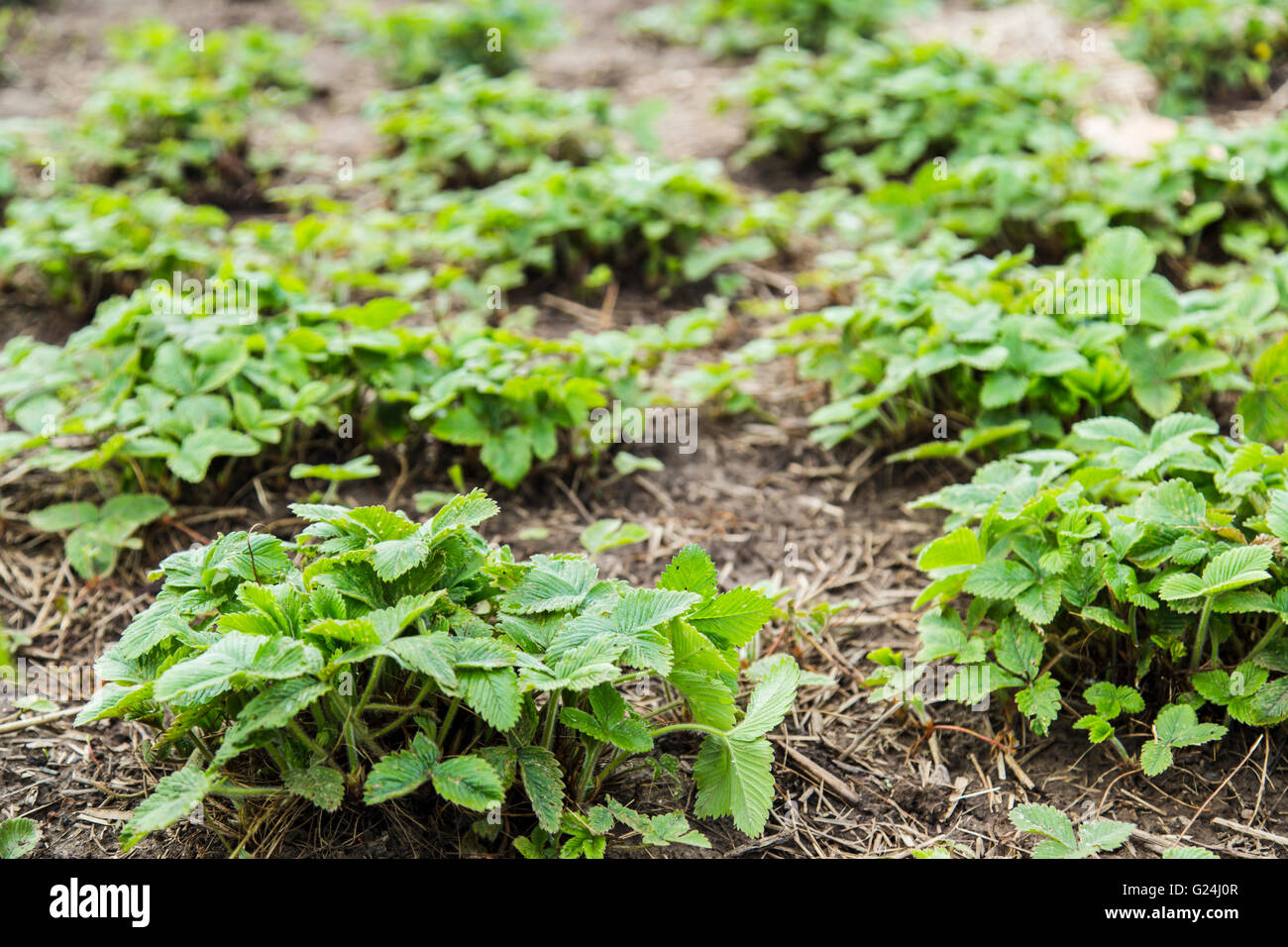 Green strawberry plant bushes hi-res stock photography and images - Alamy