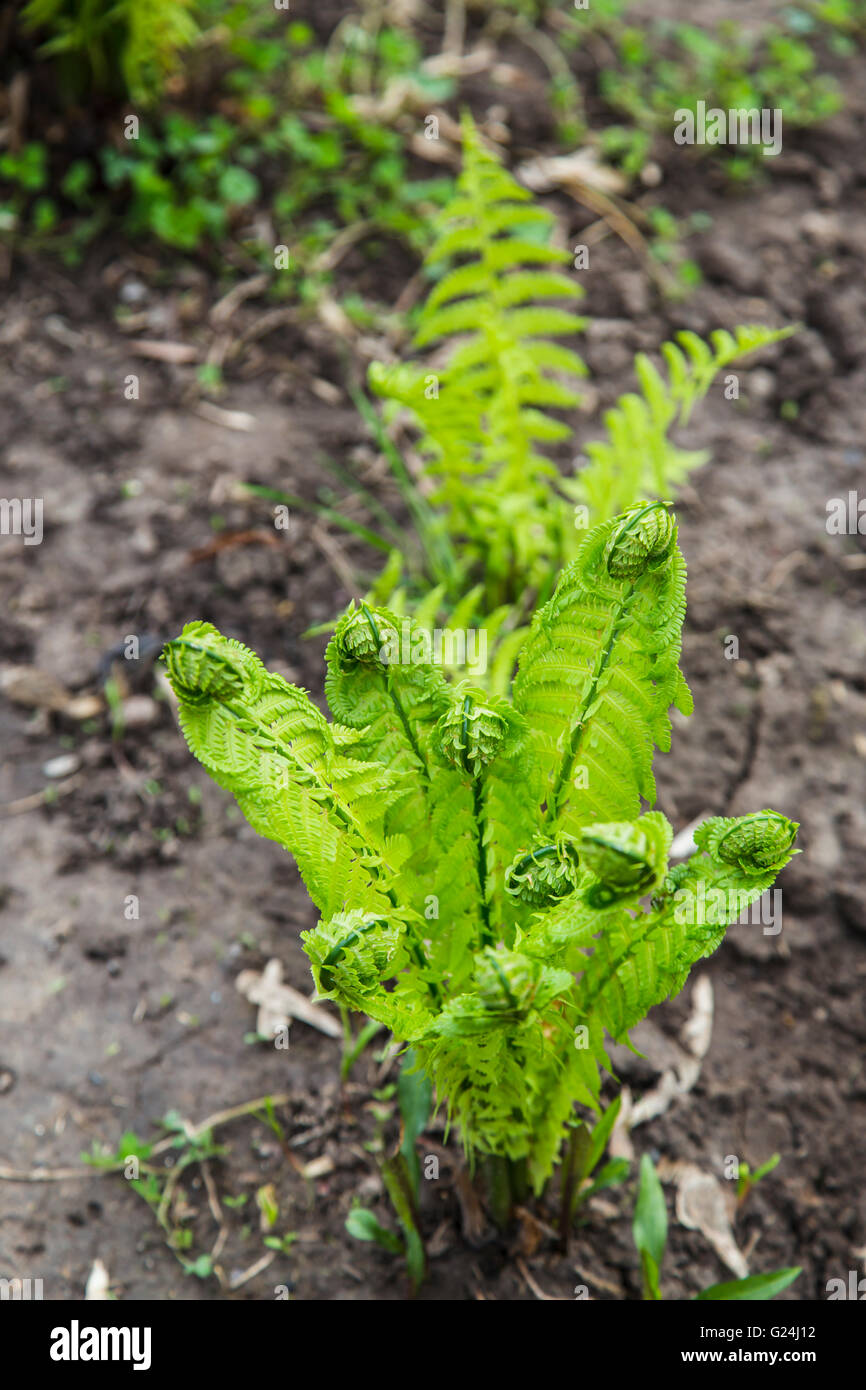 Fresh spiral sprouts of fern Stock Photo - Alamy