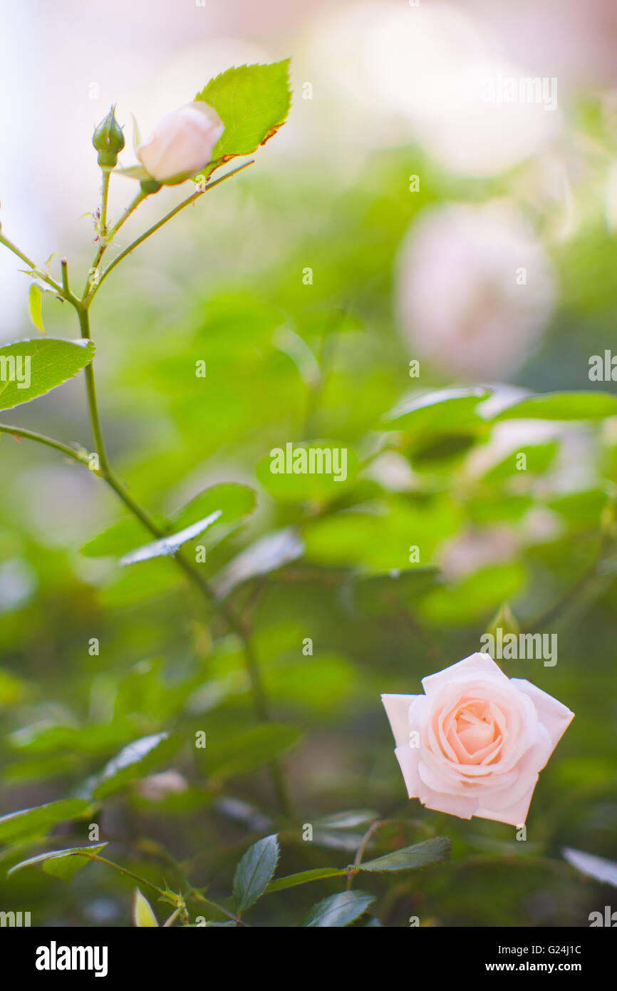View of white rose and leaves Stock Photo - Alamy
