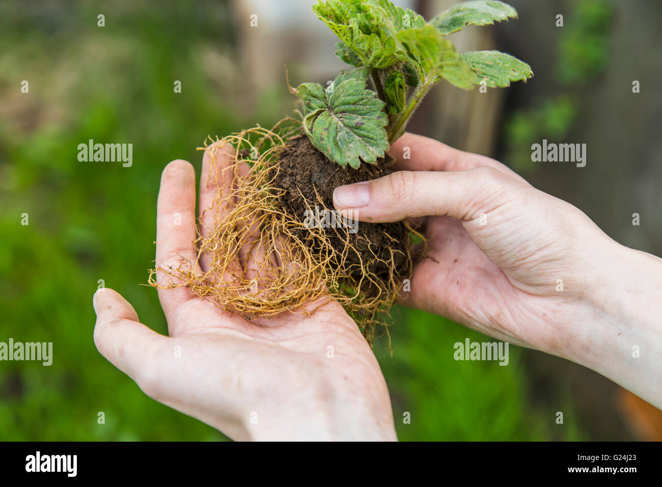 Strawberry plant roots hi-res stock photography and images - Alamy