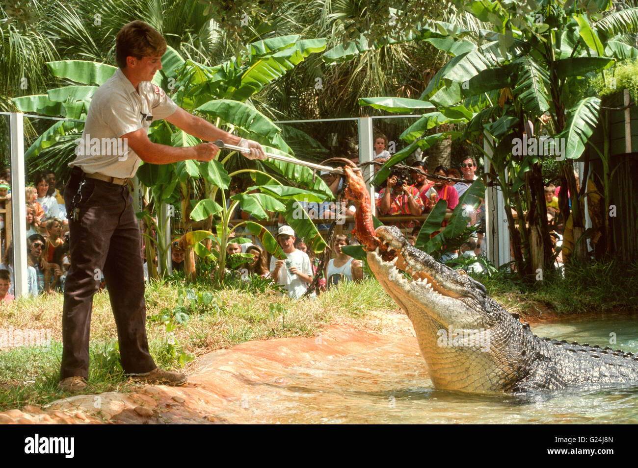 Keeper feeds a giant alligator at Gator farm in Florida Stock Photo - Alamy