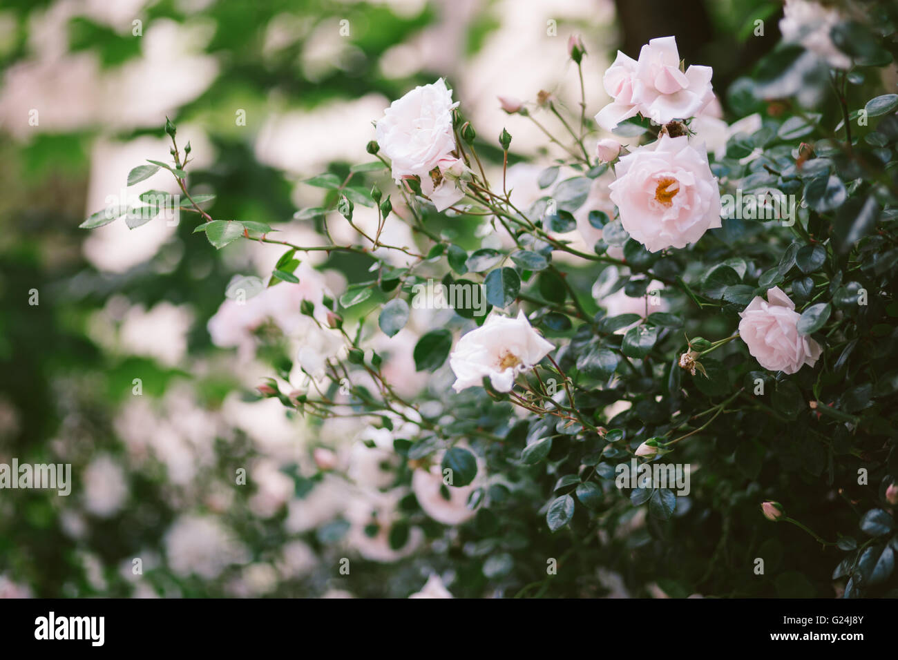 Beautiful garden roses hi-res stock photography and images - Alamy
