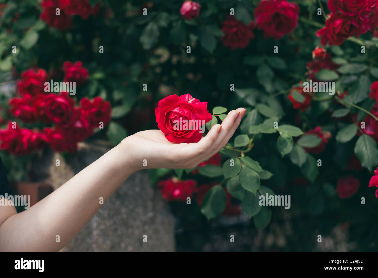 Beautiful girl red rose hi-res stock photography and images - Alamy