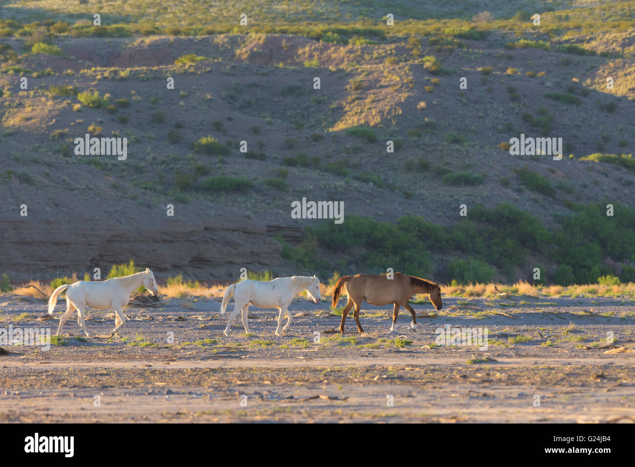 Horses on the Sevilleta National Wildlife Refuge, New Mexico, USA Stock ...