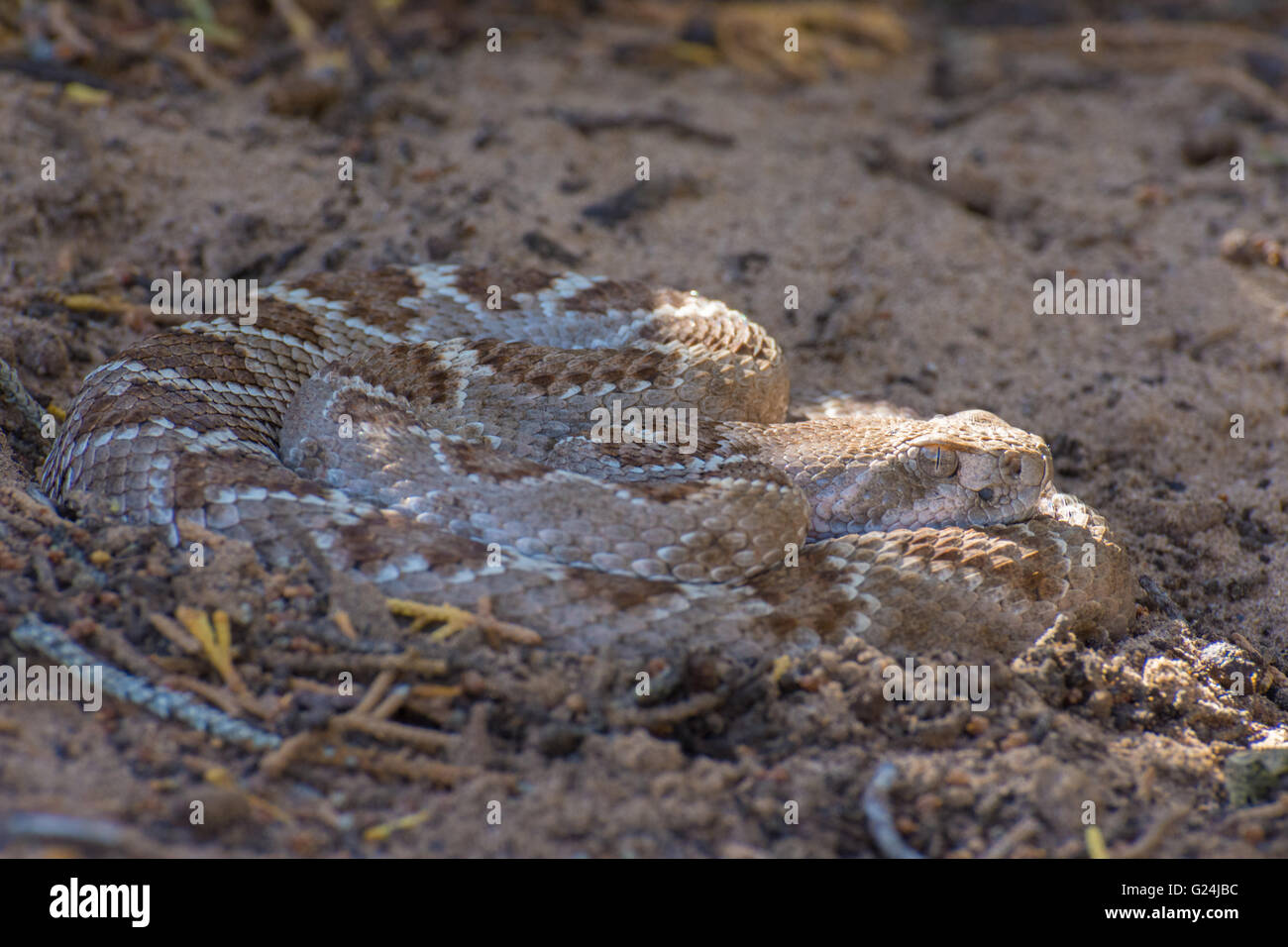 Western Diamond-backed Rattlesnake, (Crotalus atrox), in ambush coil ...