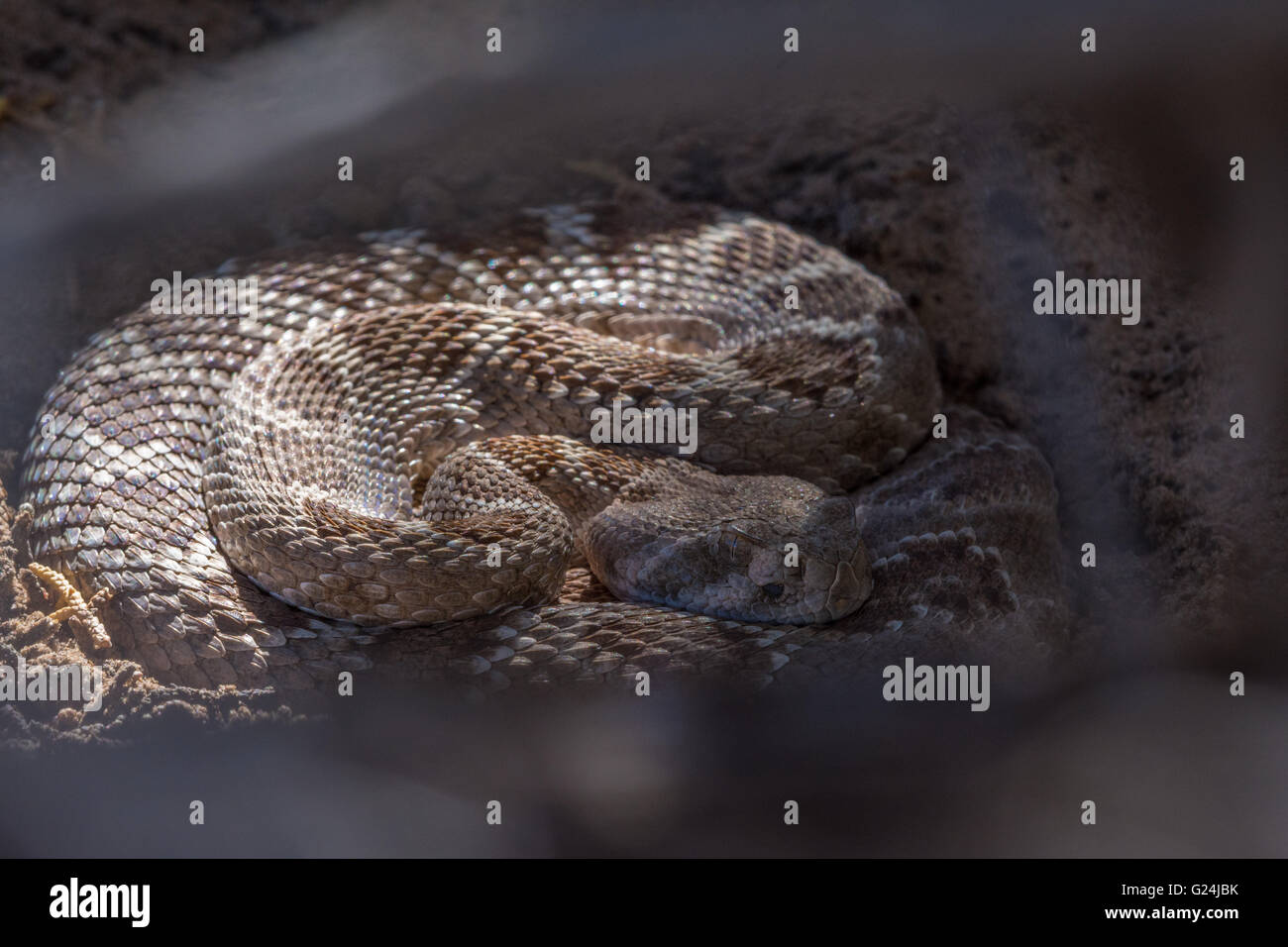 Western Diamond-backed Rattlesnake, (Crotalus atrox), in ambush coil ...
