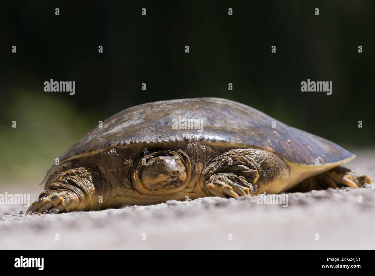 Texas spiny softshell turtle hi-res stock photography and images - Alamy