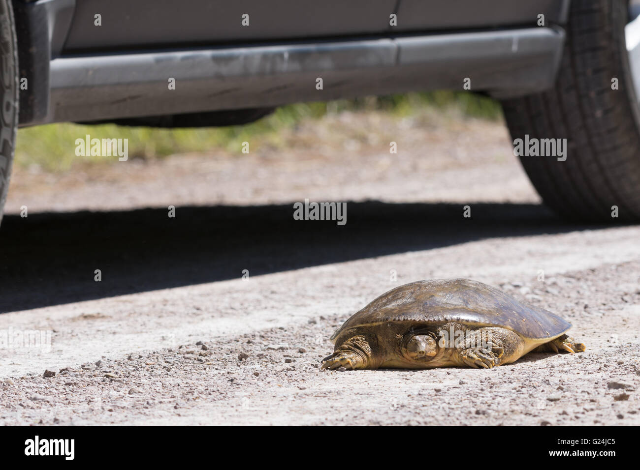 Spiny softshell turtle hi-res stock photography and images - Alamy