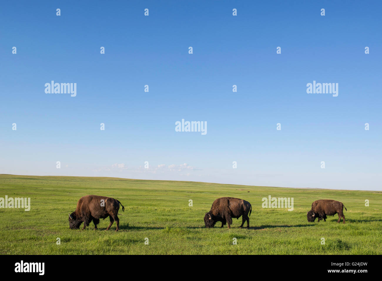 Three American Bison (Bison bison) adults grazing on grasslands ...