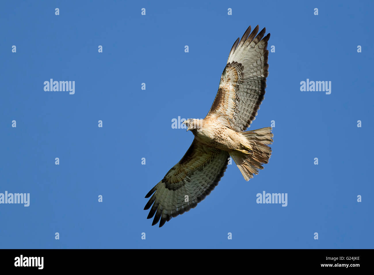Hawk soaring in the sky Stock Photo - Alamy