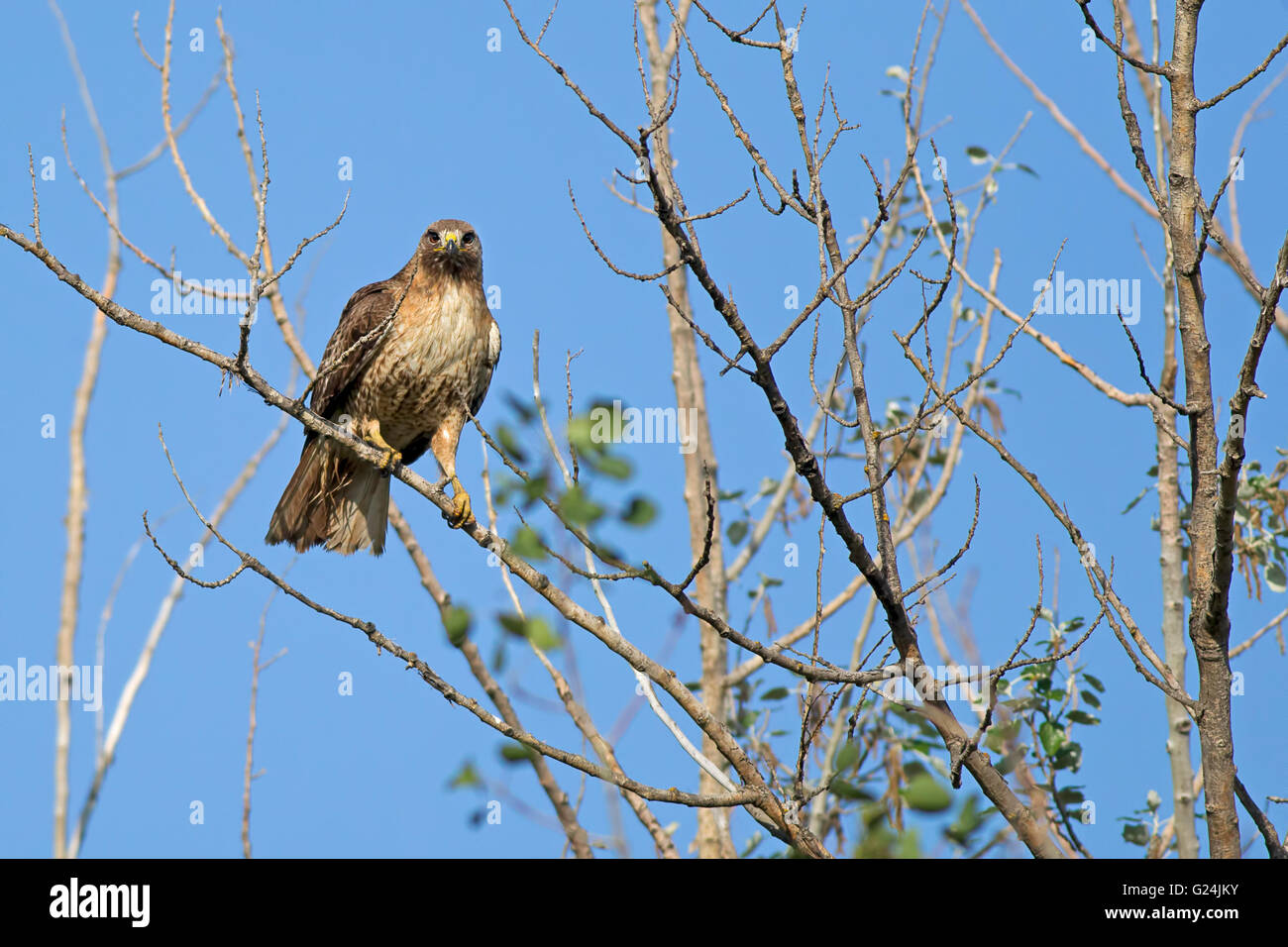 Hawk perched on branch Stock Photo - Alamy