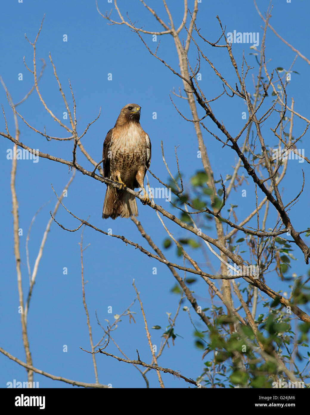 Alert hawk hi-res stock photography and images - Alamy