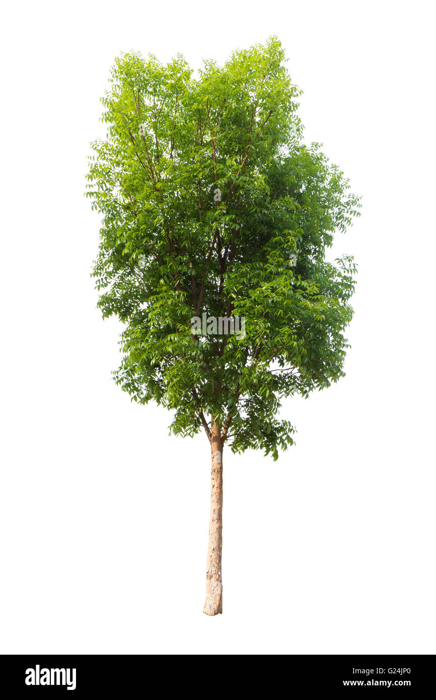Tree isolated on white background Stock Photo - Alamy