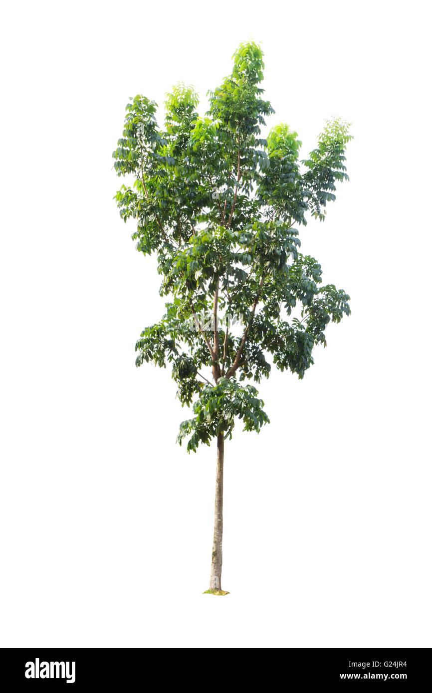 Lonely tree leaves on background Cut Out Stock Images & Pictures - Alamy