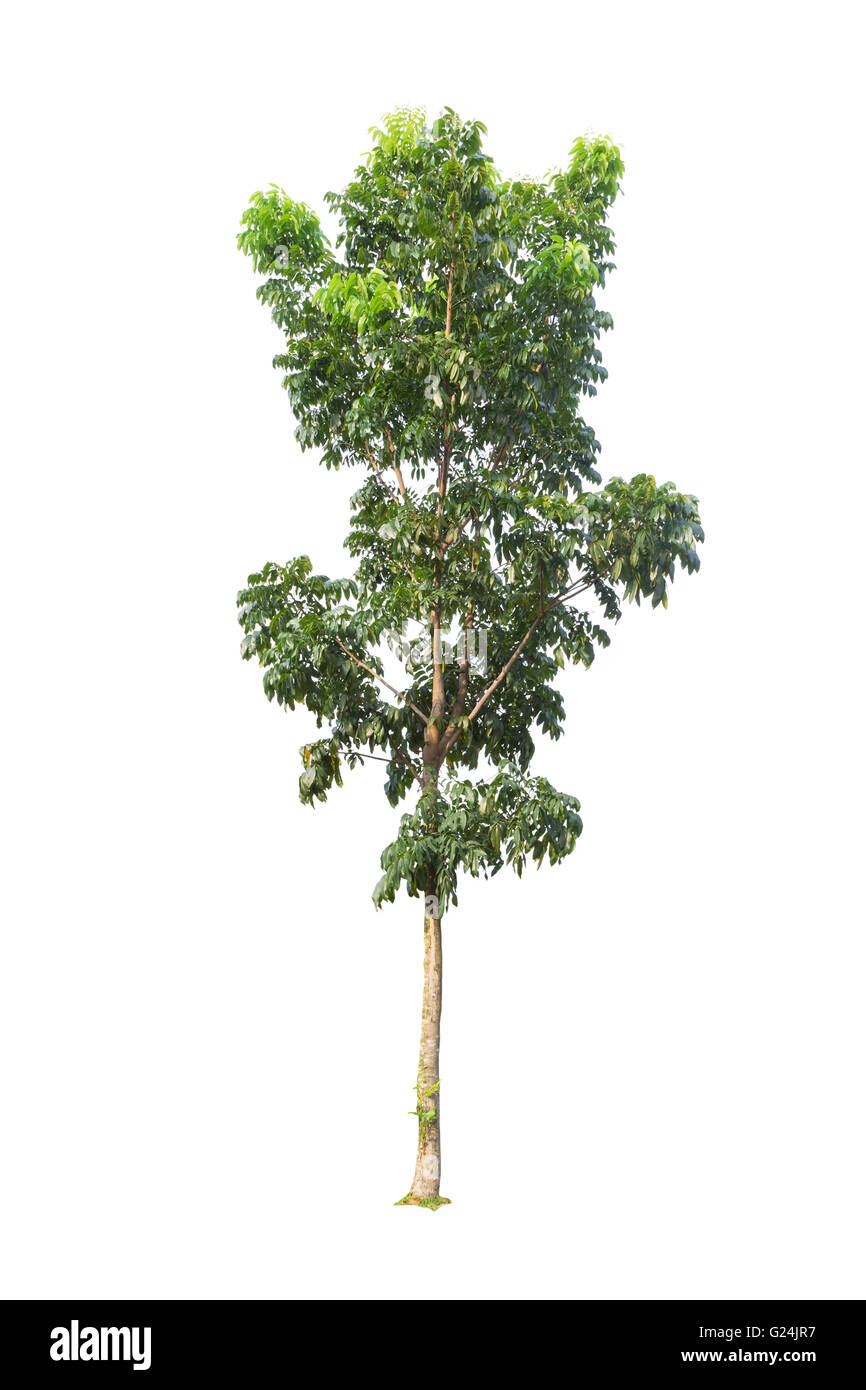 Tree isolated on white background Stock Photo - Alamy