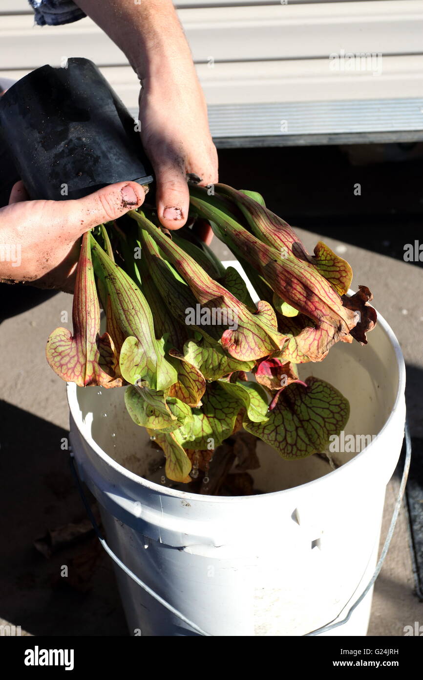 Pouring rain water out from Canivorous yellow pitcher plants ...
