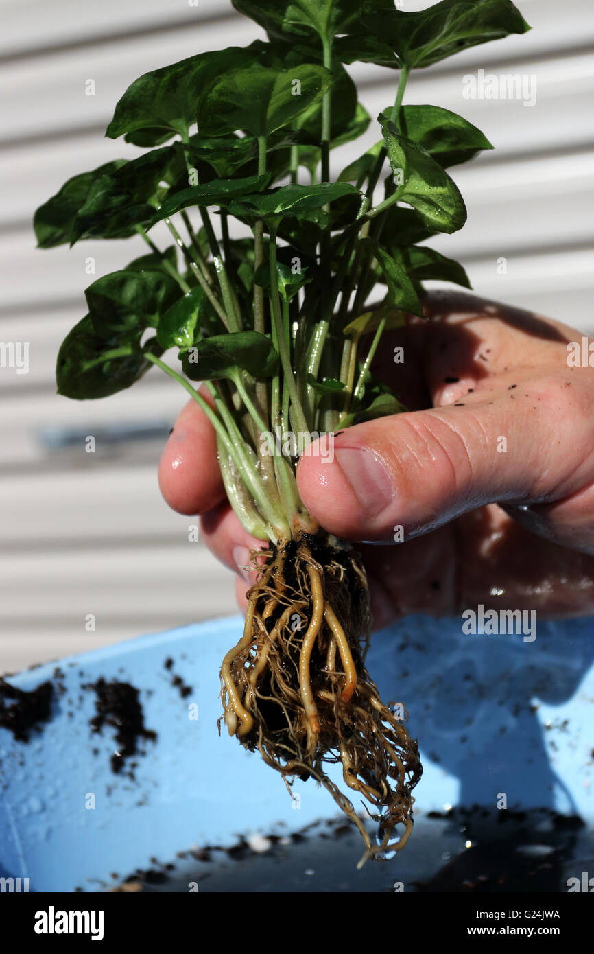 Syngonium podophyllum or known as Goosefoot Plant, Arrowhead Vine/Plant ...