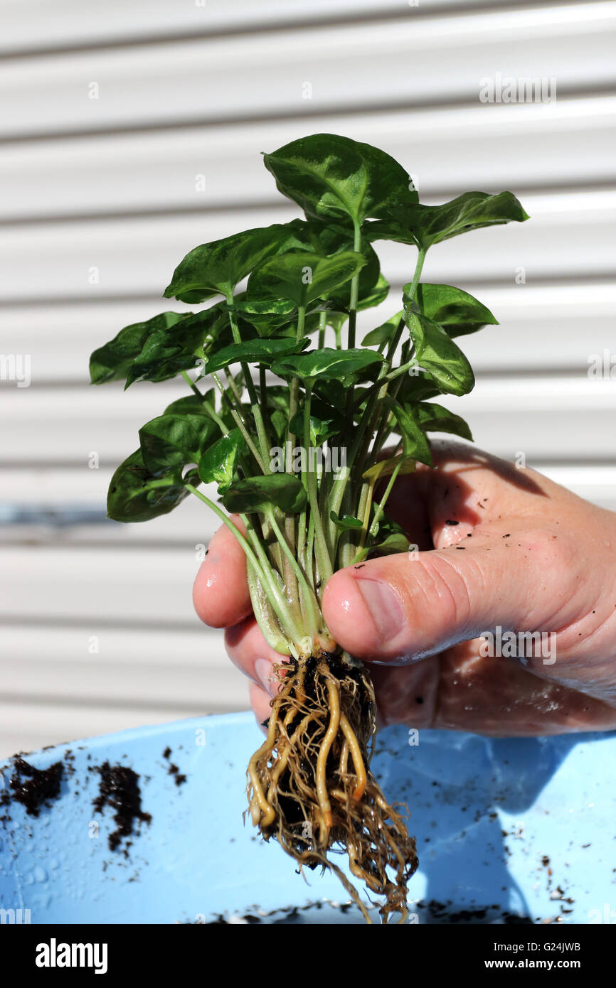 Syngonium podophyllum or known as Goosefoot Plant, Arrowhead Vine/Plant ...