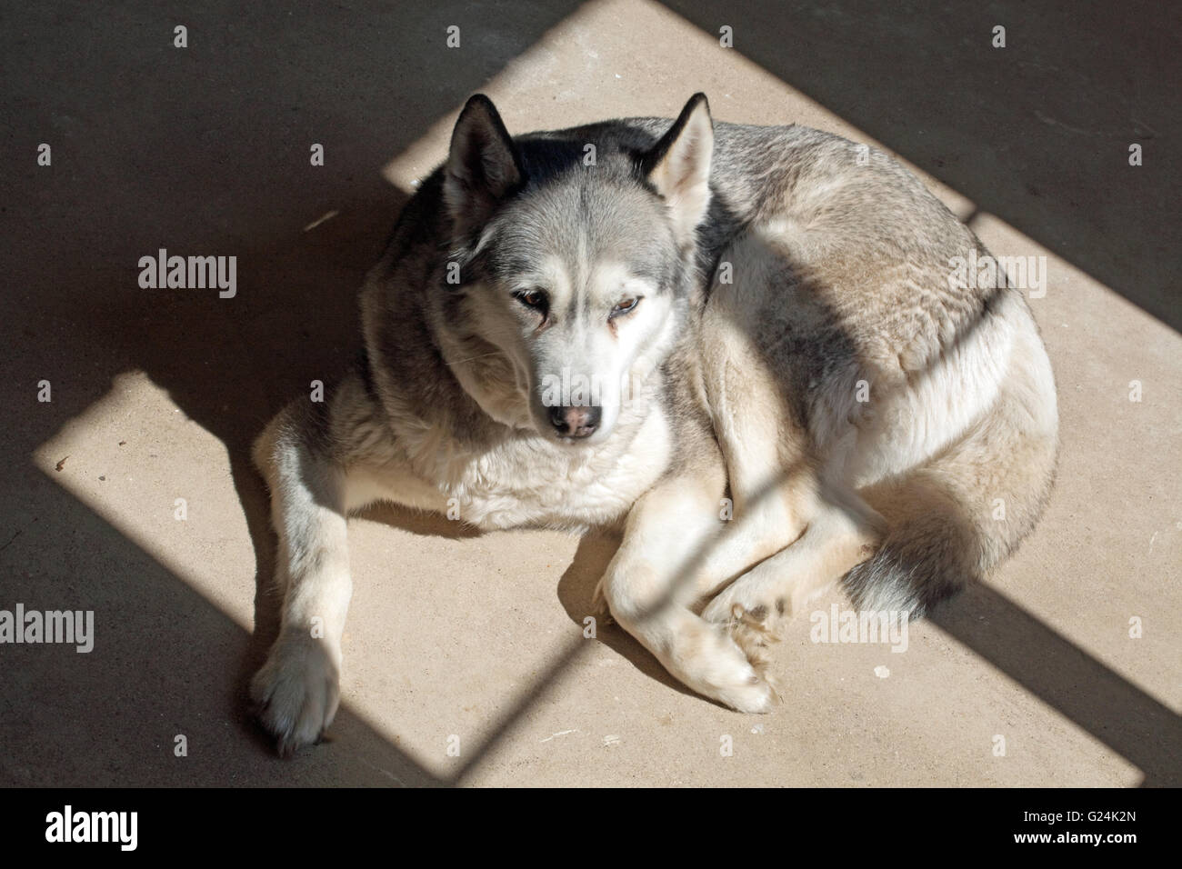 Dog, a Siberian Husky Canis lupus familiaris seeking warmth of sunlight ...
