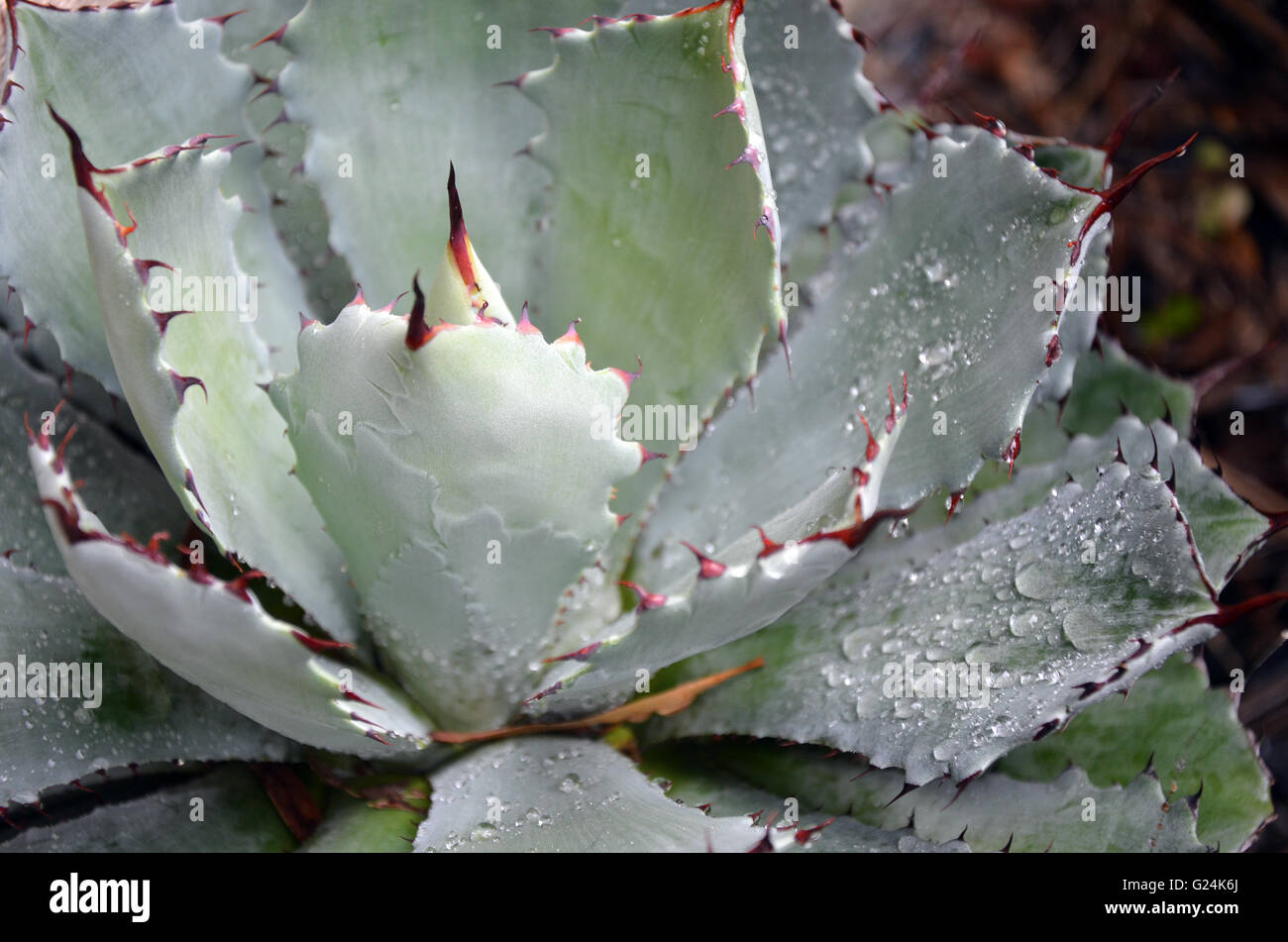 Spiky succulent hi-res stock photography and images - Alamy