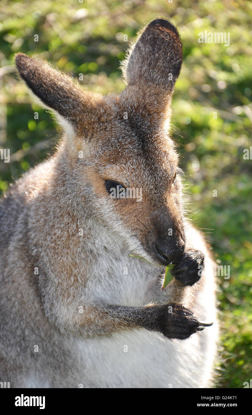 Wallaby (small kangaroo) eating and holding gum leaves Stock Photo - Alamy