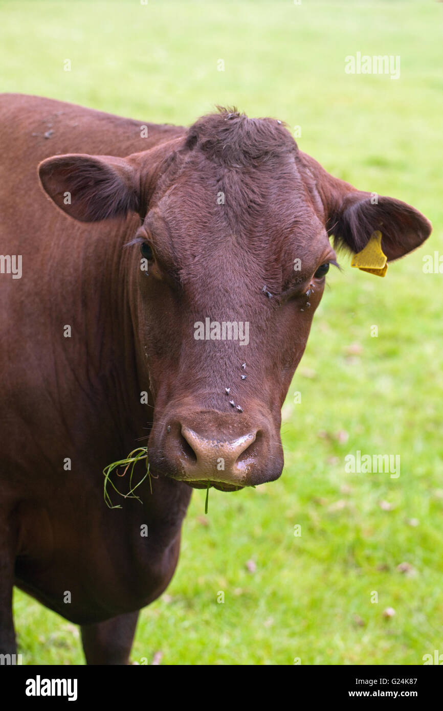 Sussex Cow (Bos primigenius). Beef rare breed. Polled. Ravenham Park ...