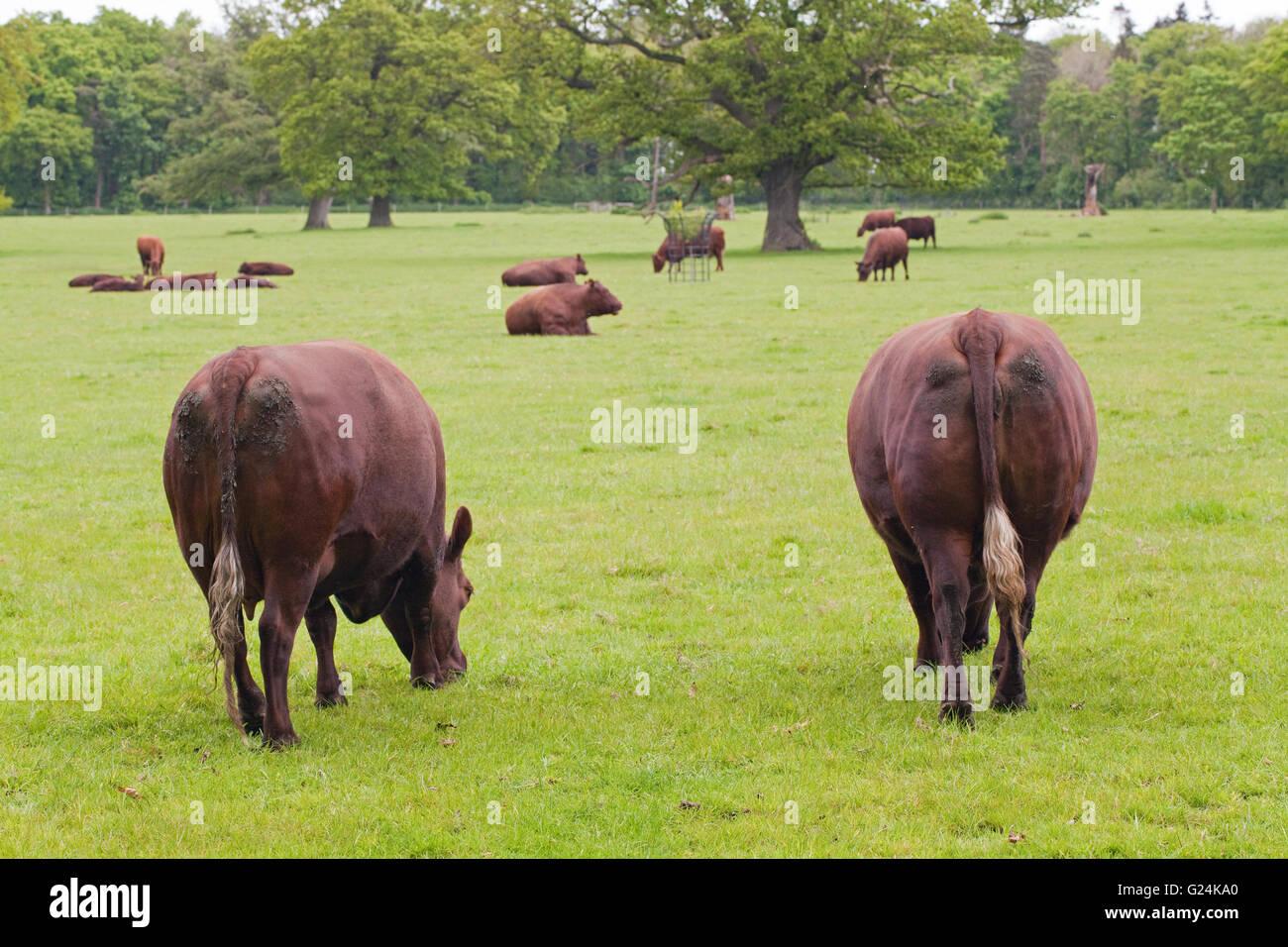 Cow rear end hi-res stock photography and images - Alamy