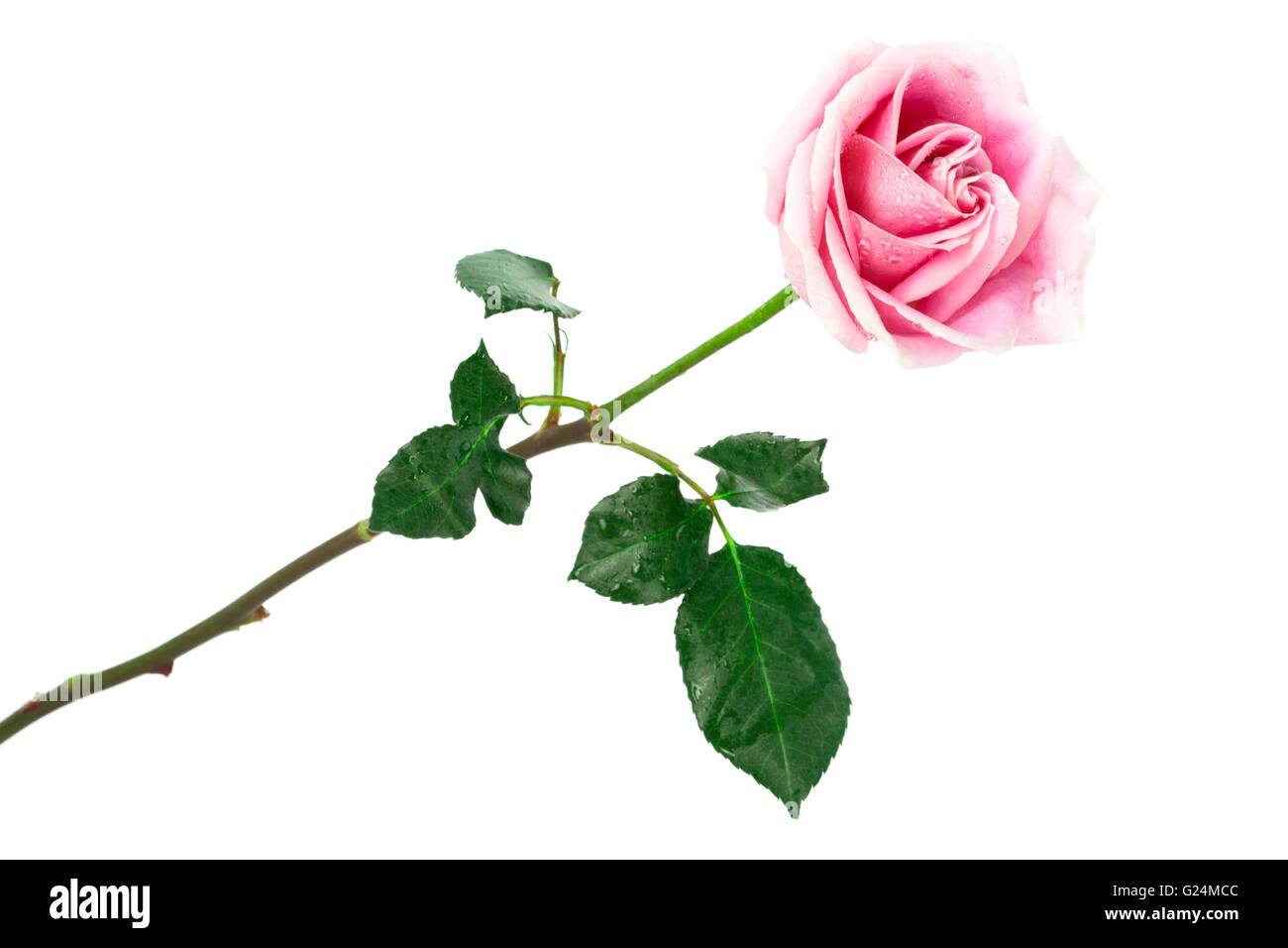 single pink rose on a white background Stock Photo - Alamy