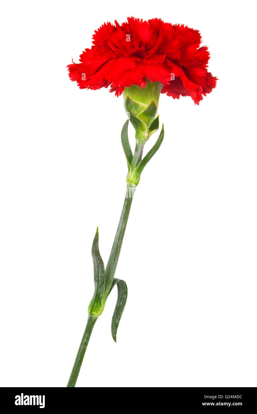 red carnation close-up on a white background Stock Photo - Alamy
