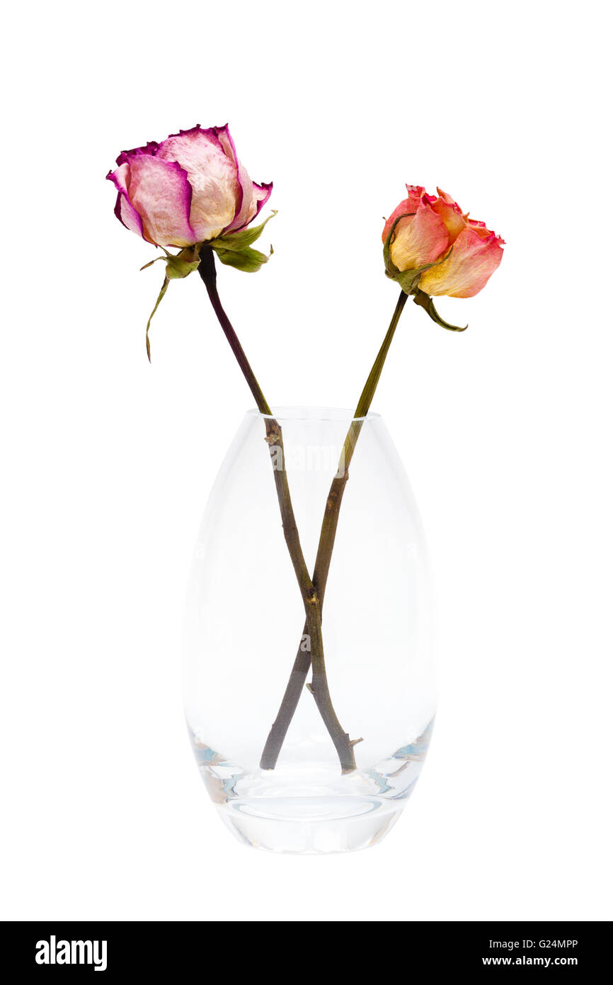 two of dried roses on a white background Stock Photo - Alamy