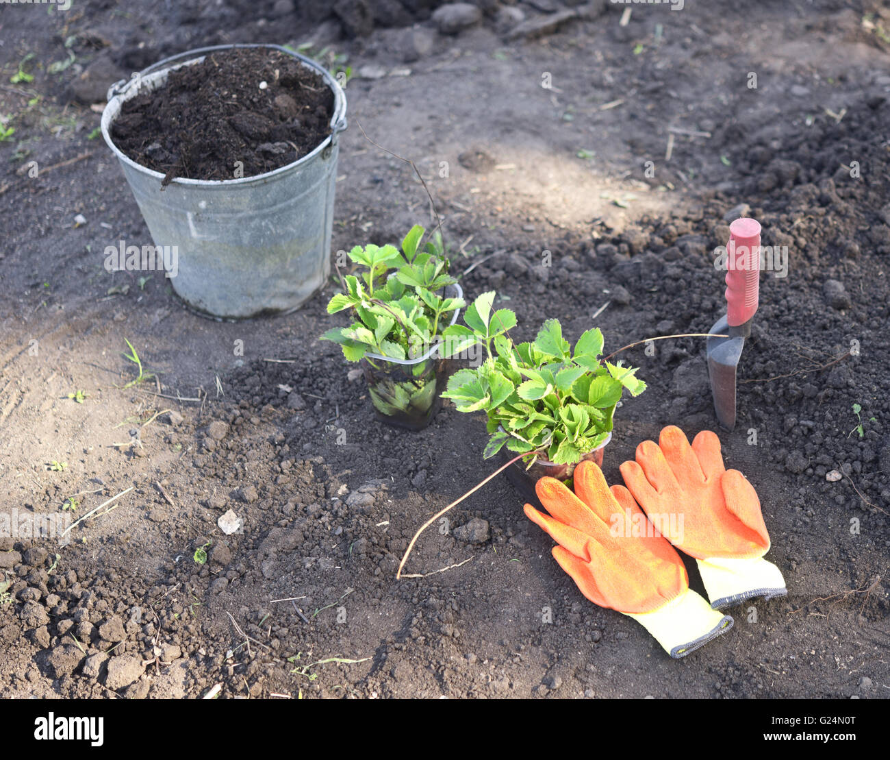 young plants and inventory on soil Stock Photo - Alamy