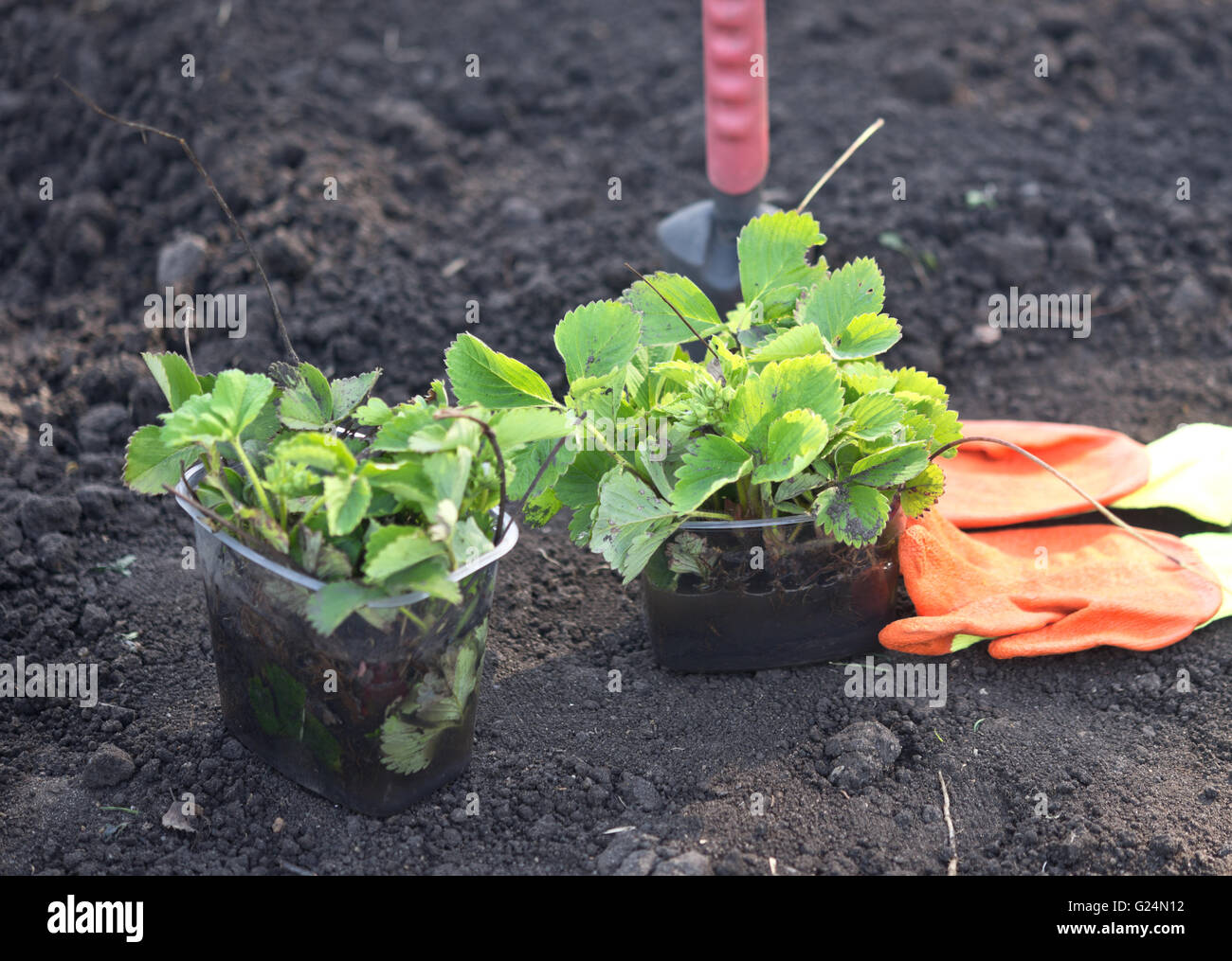 young plants and inventory on soil Stock Photo - Alamy