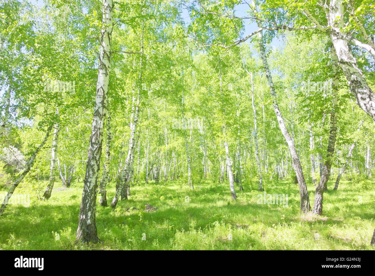 summer birch forest, beautiful landscape Stock Photo - Alamy