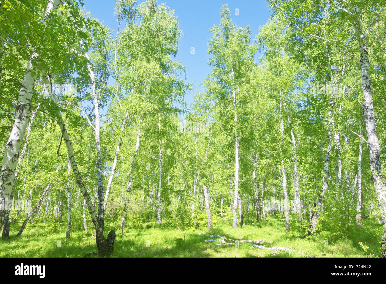 summer birch forest, beautiful landscape Stock Photo - Alamy