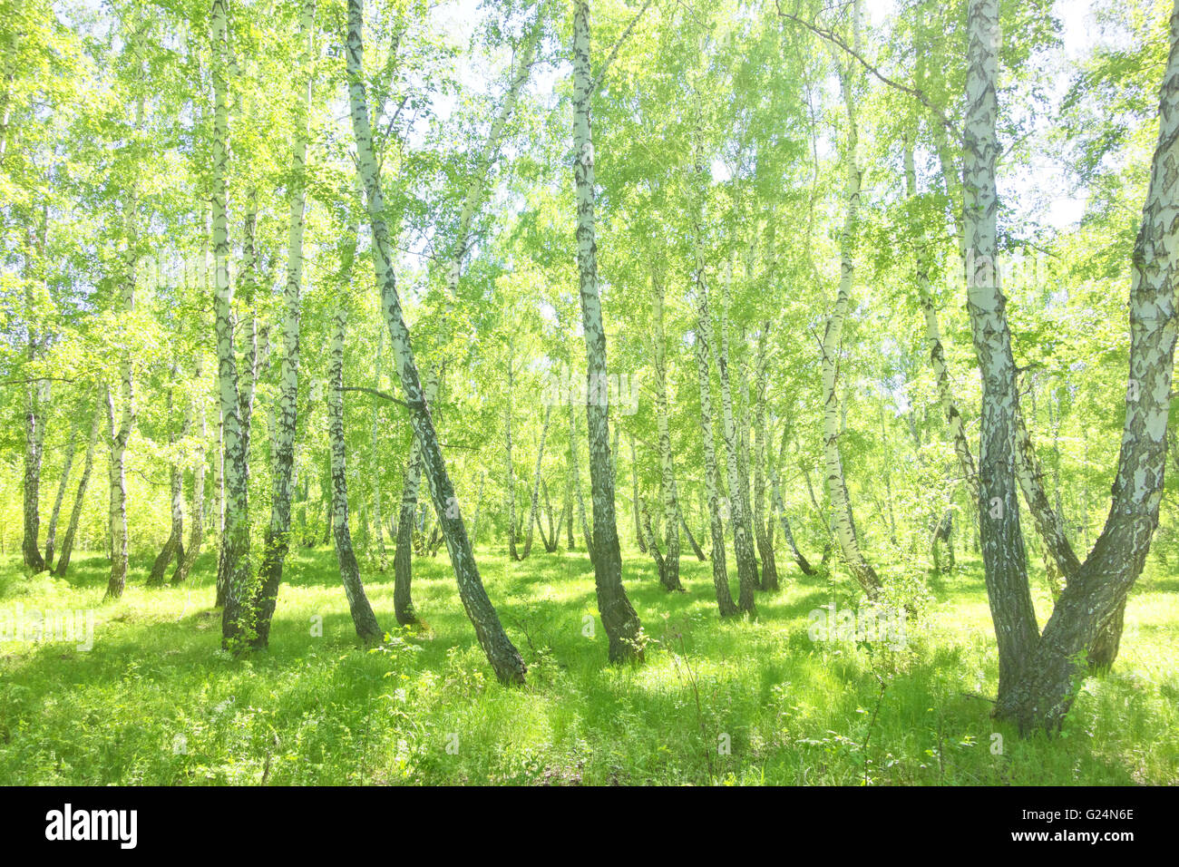 summer birch forest, beautiful landscape Stock Photo - Alamy
