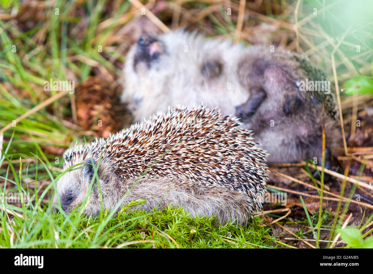 West european hedgehogs hi-res stock photography and images - Alamy