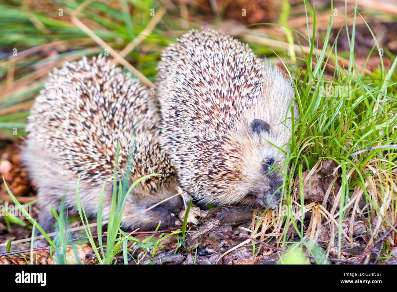 Hedgehog mating european hi-res stock photography and images - Alamy