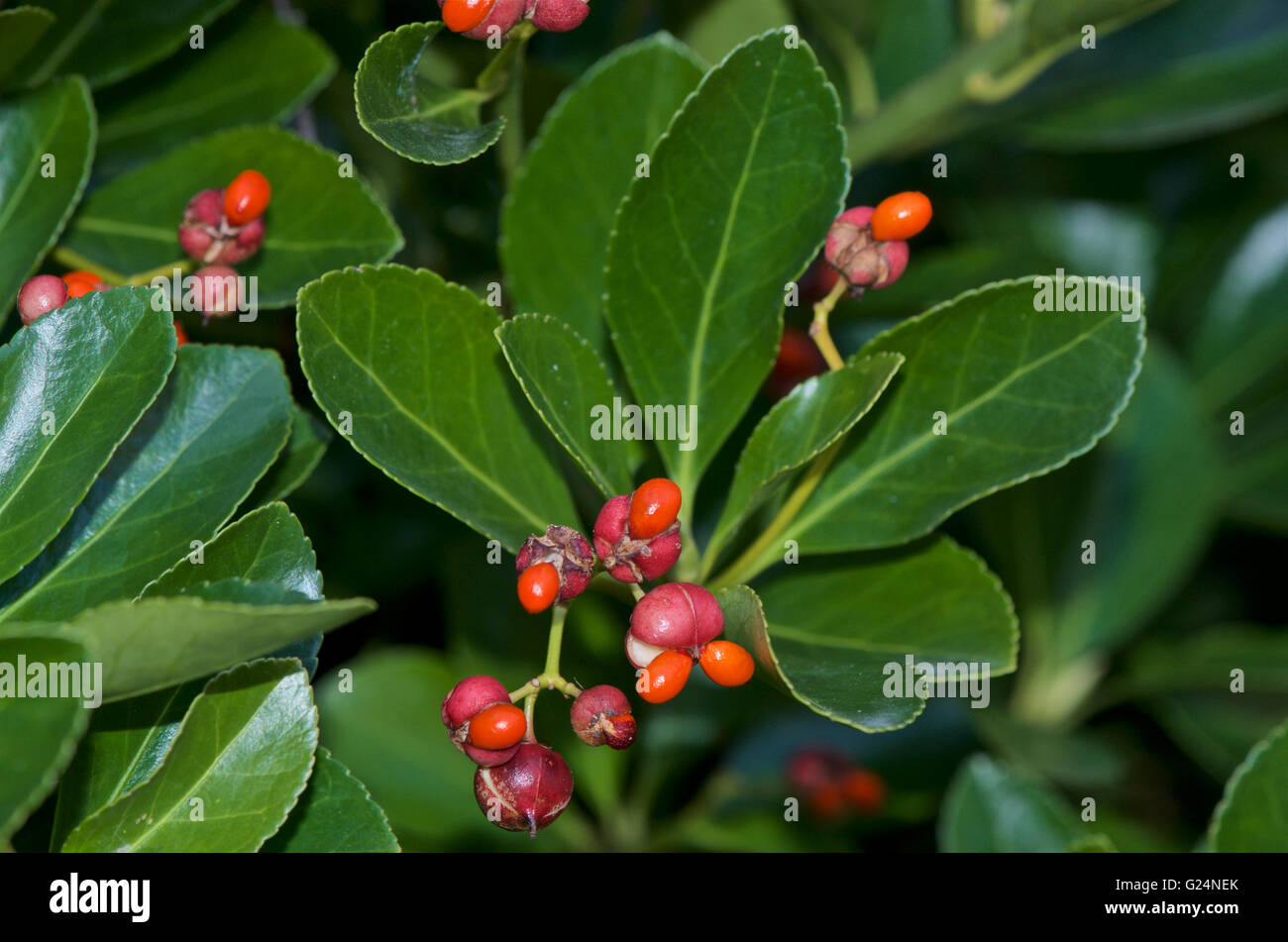 Euonymus japonicus hi-res stock photography and images - Alamy