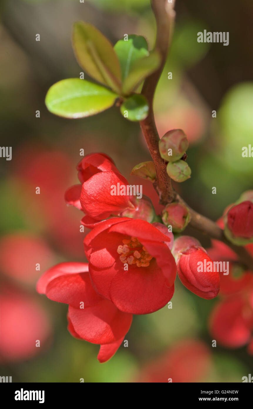 Bright red Spring flowers of Japanese quince, Chaenomeles speciosa ...