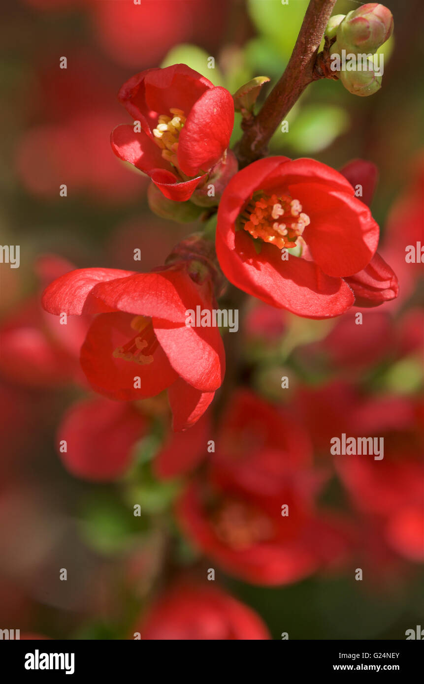 Flowering quince buds hi-res stock photography and images - Alamy