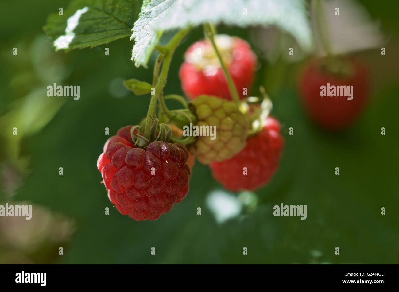 Sun on ripening raspberries Stock Photo - Alamy