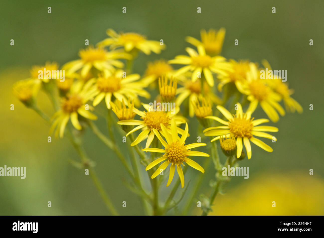 Tall ragwort hi-res stock photography and images - Alamy