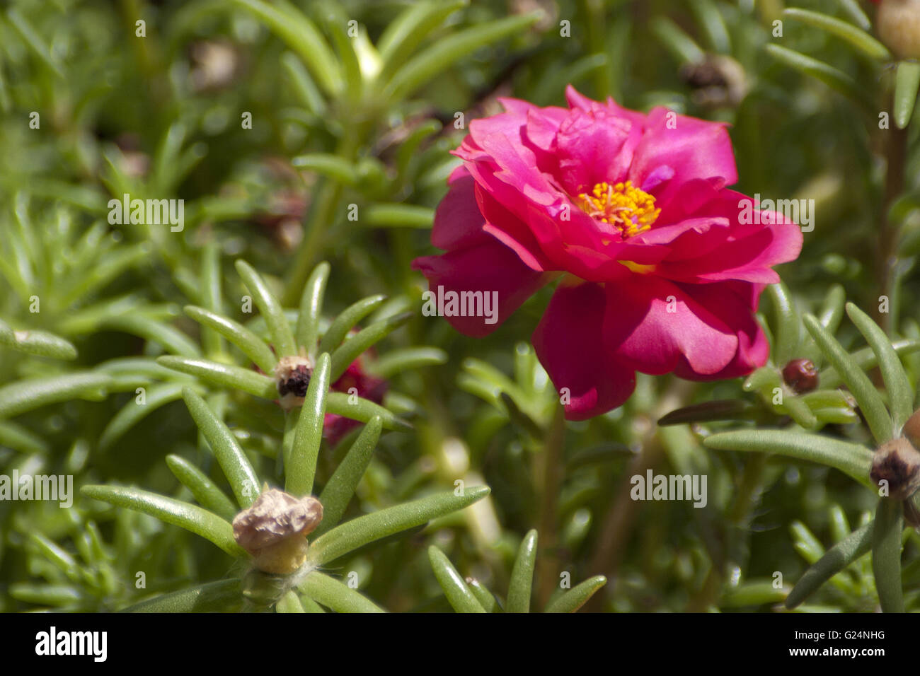 a beautiful picture of a wild pink flower with vegetation in Palma de ...