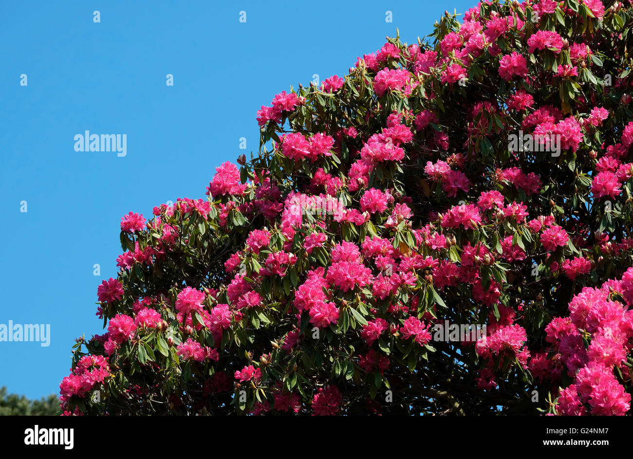 Red flowers on big tree hi-res stock photography and images - Alamy