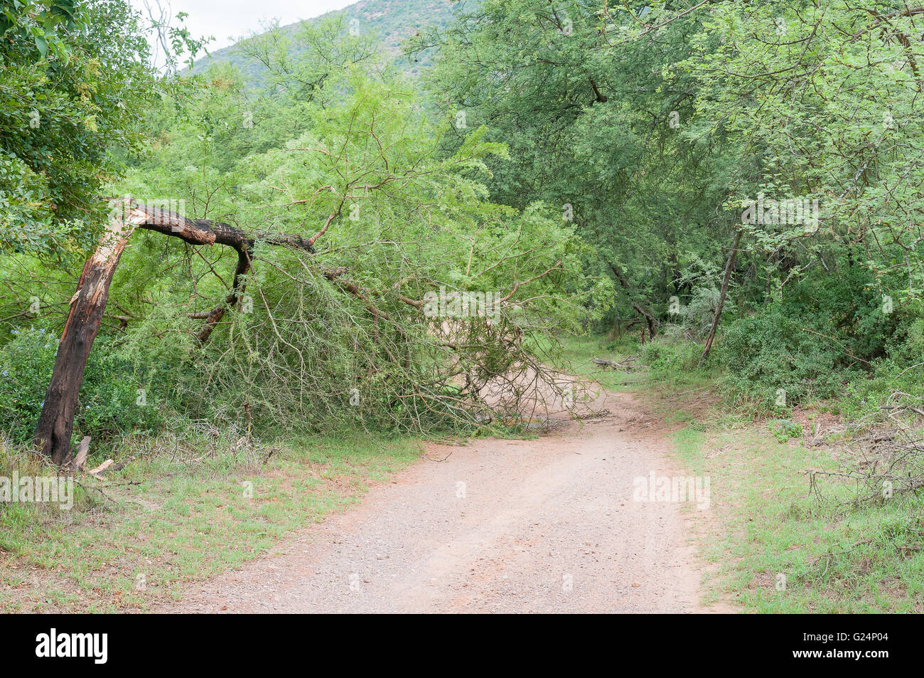 Baboon in shade hi-res stock photography and images - Alamy