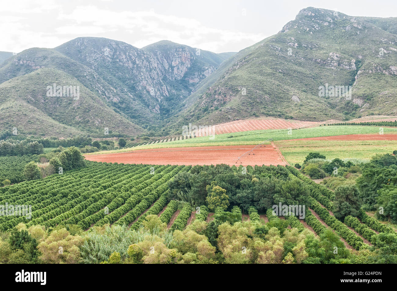 Citrus farming next to the Groot River in the Baviaanskloof near ...