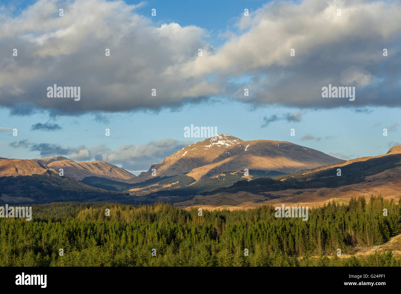 Conifer scottish highlands hi-res stock photography and images - Alamy