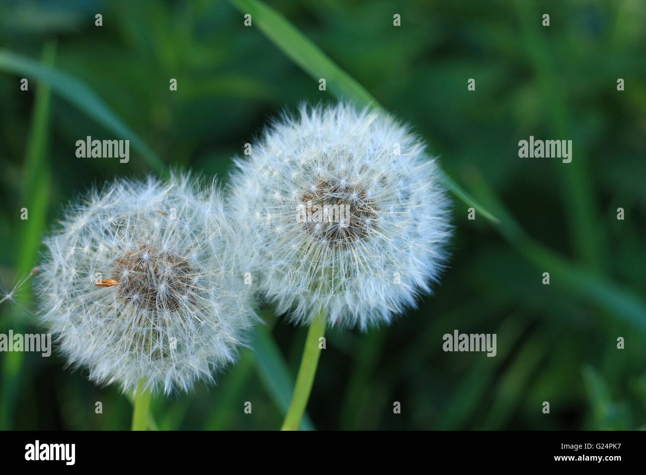 Common field plant hi-res stock photography and images - Alamy